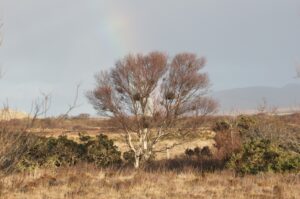 Tree Folklore: Birch, the Lady of the Wood – #FolkloreThursday