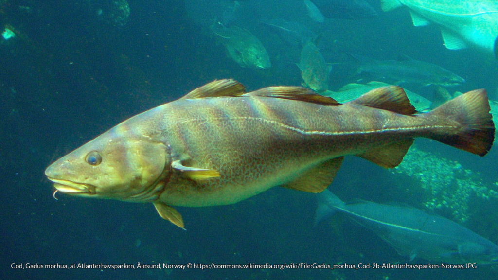 Trolls, Hulders and Nisses: The Preternatural Creatures of Norwegian ...