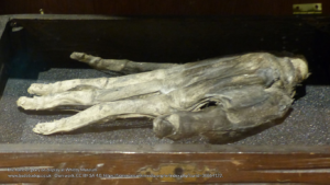 Dark Folklore: The Hand of Glory in Folk Magic – #FolkloreThursday