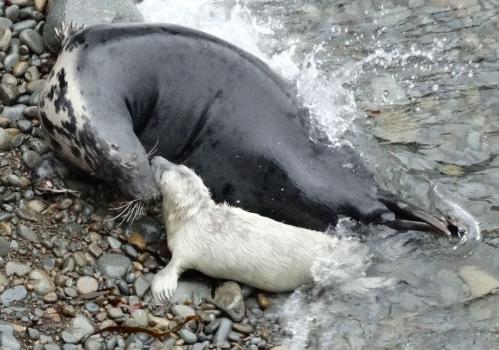 The Seal Children: Sealskins and Soulskins. Or, When We Were Migrants ...