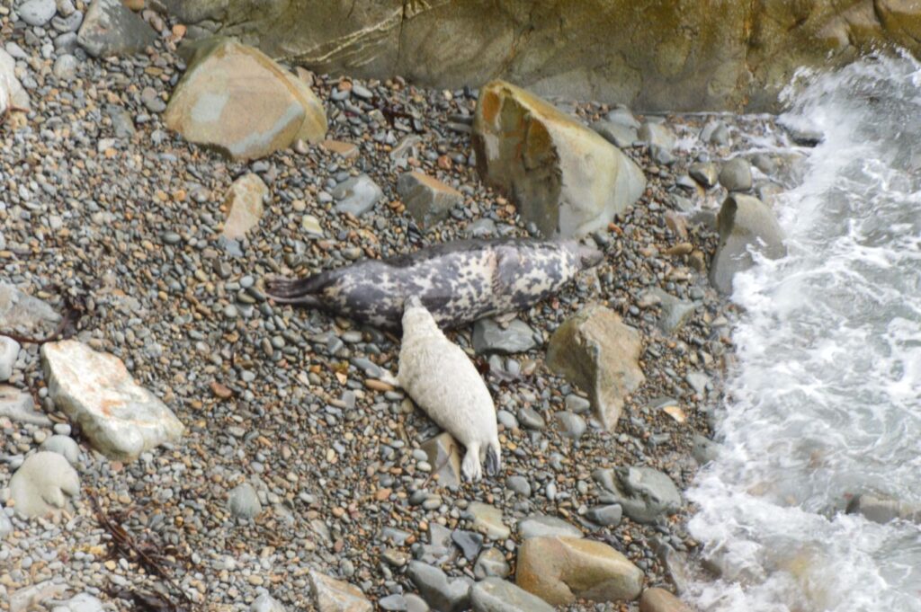 The Seal Children: Sealskins and Soulskins. Or, When We Were Migrants ...