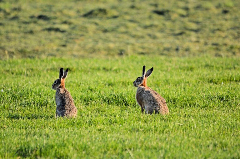 Animal Folklore: Chasing Hares Through Stories, Myth, and Legend – # ...