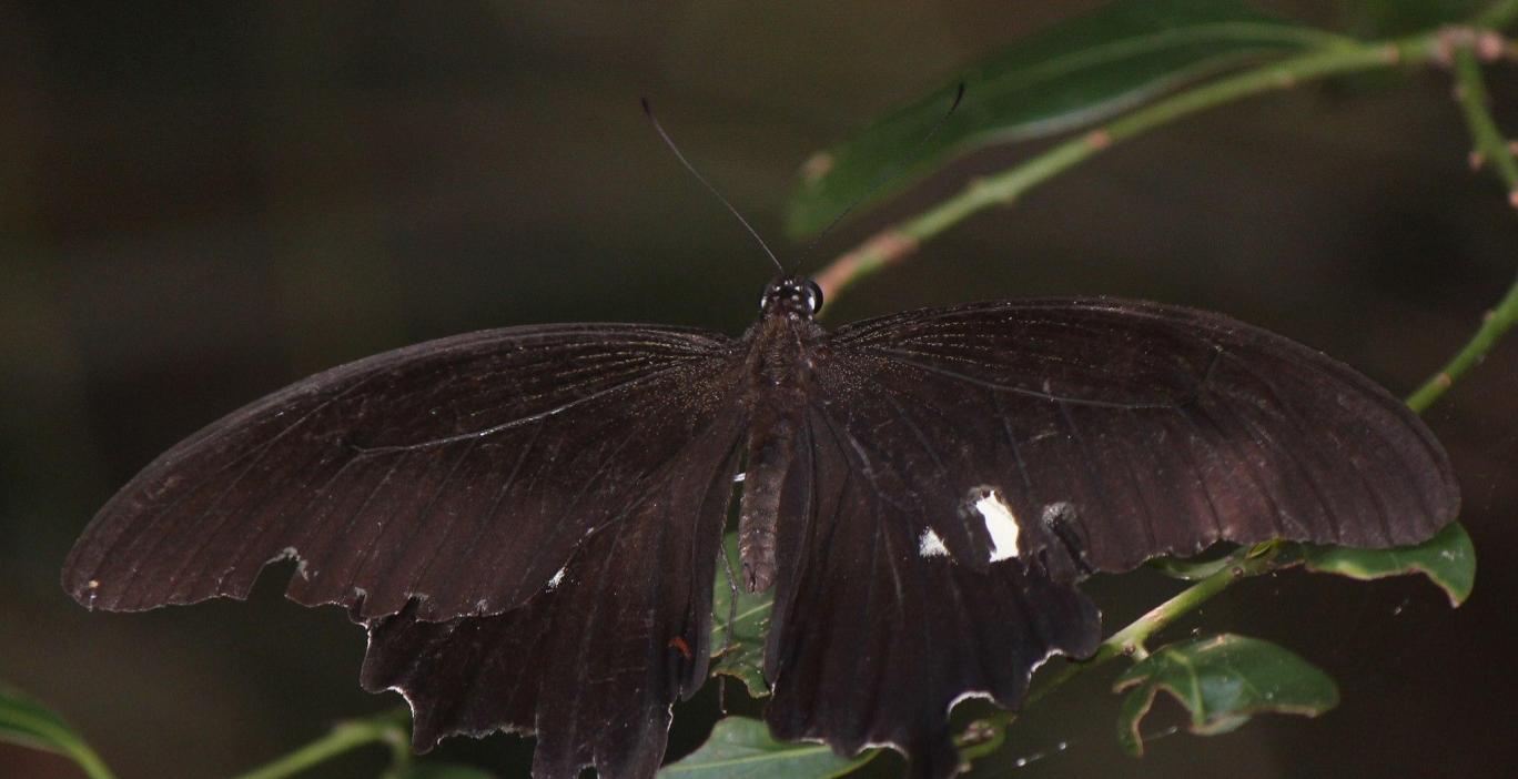 Red Helen – #FolkloreThursday