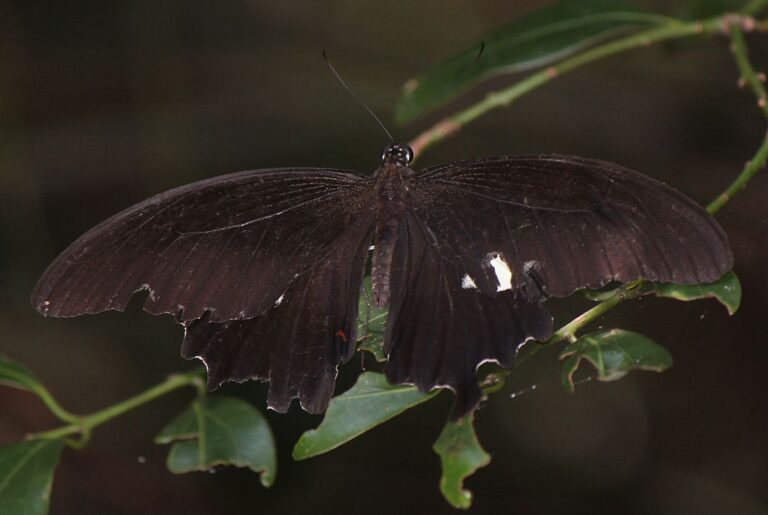 Red Helen (Papilio helenus) – #FolkloreThursday
