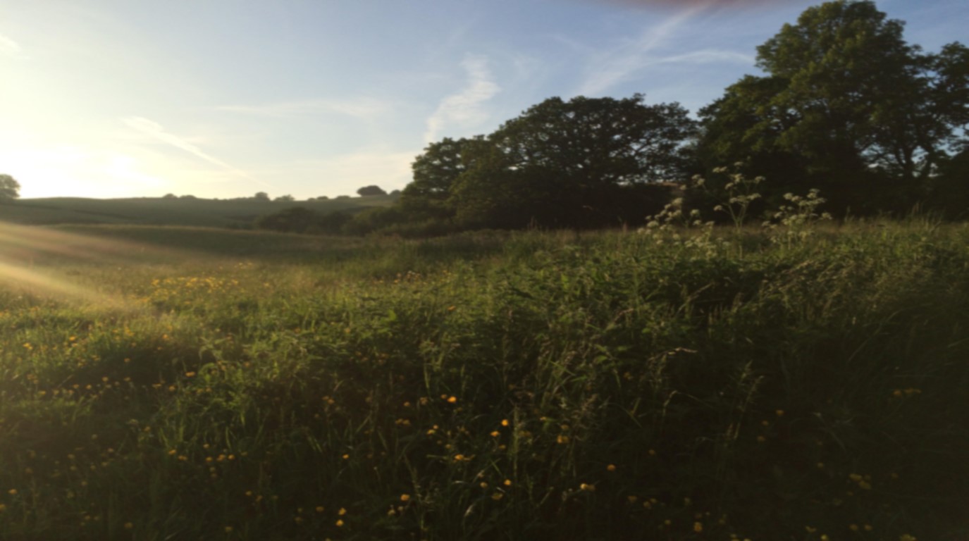 meadow sun – #FolkloreThursday