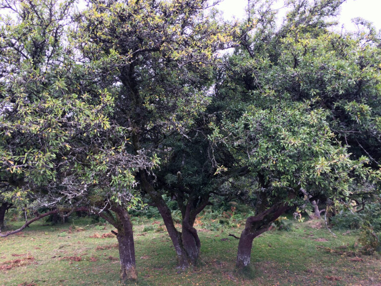 The Fairy Trees: Blackthorn, Hawthorn and Rowan – #FolkloreThursday