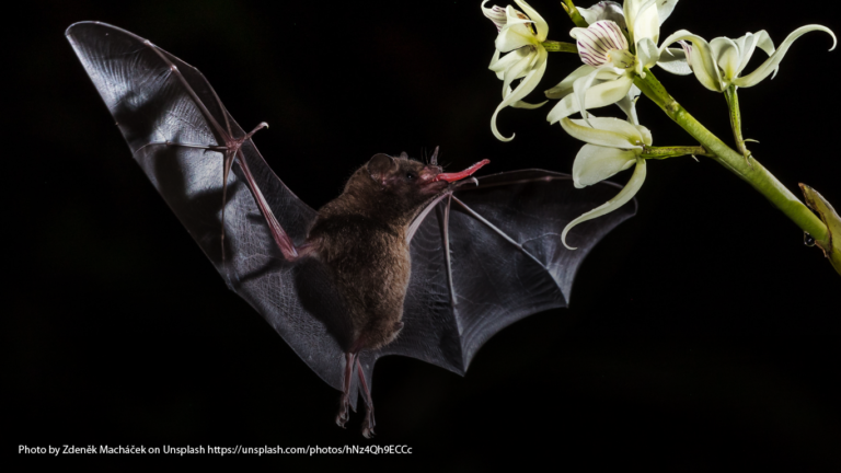Bat Myths and Folktales from Around the World – #FolkloreThursday
