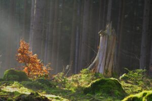 #FolkloreThursday – Putting the folk back into folklore since 2015!